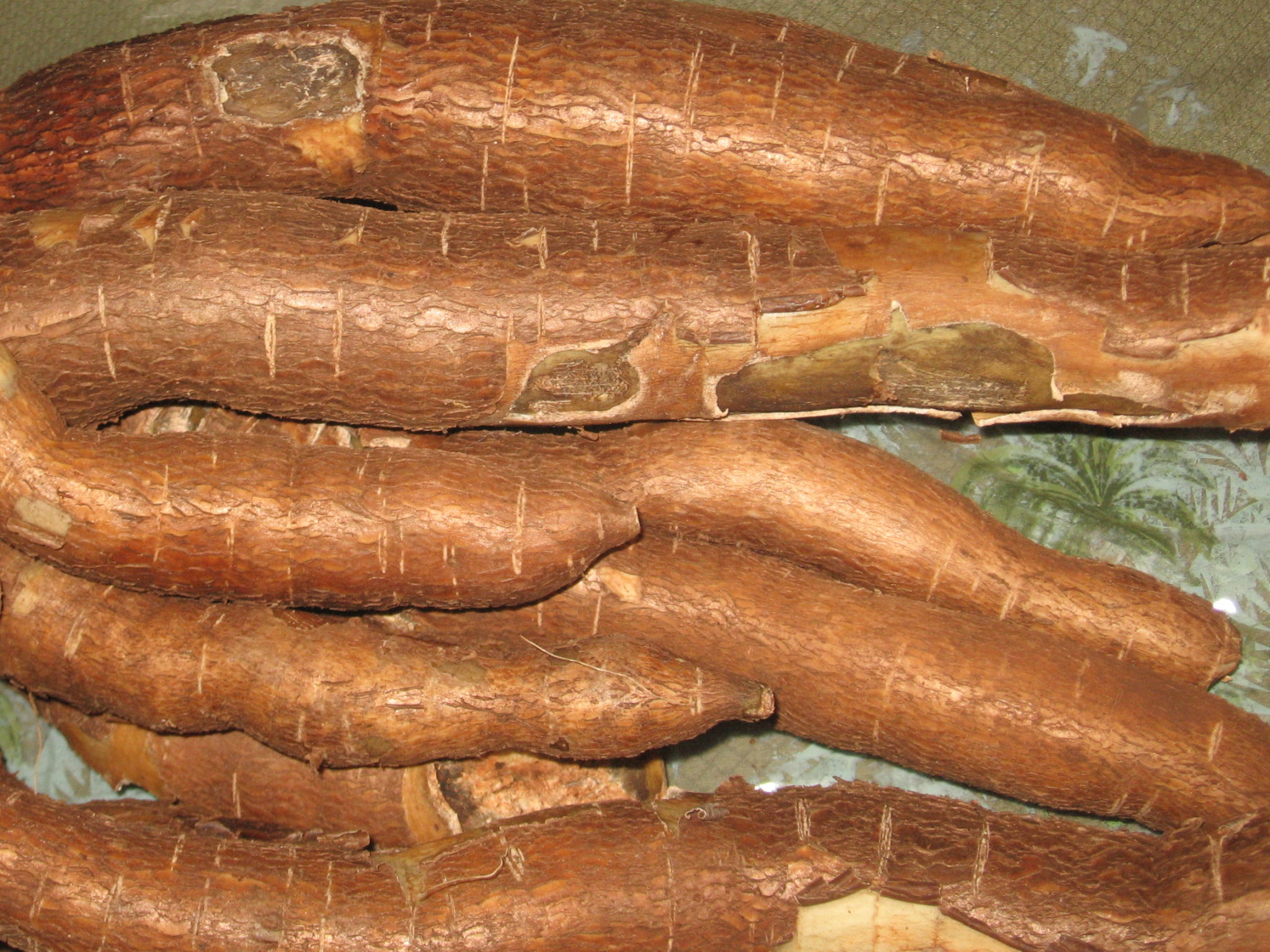 Cassava/Kamoteng Kahoy – Maribehlla